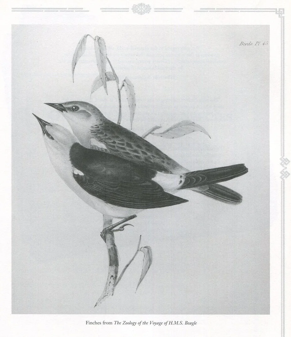 On the Origin of Species by Charles Darwin pt.1 — Art & Animation