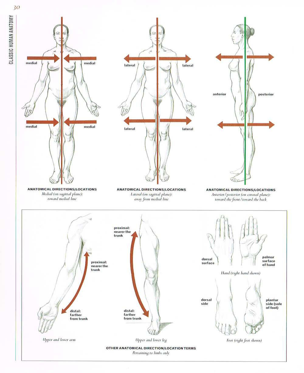 The Art of Classic Human Anatomy pt.2 — Alex Escobar | Art & Animation