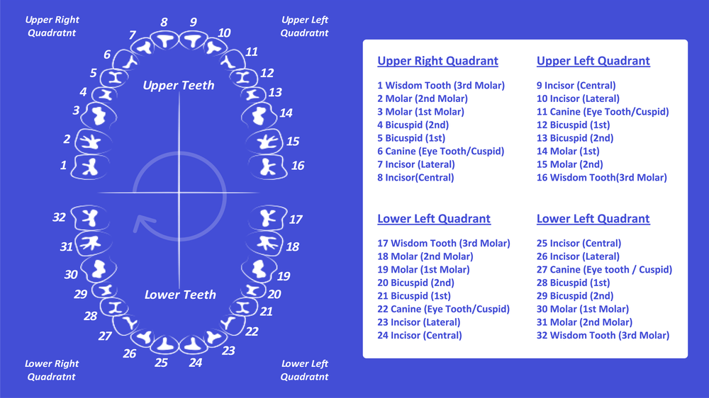 Tooth Number Chart (Printable PDF) — Mashup Math