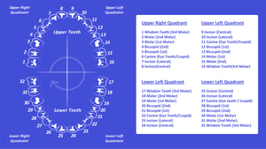 Tooth Number Chart (Printable PDF) — Mashup Math