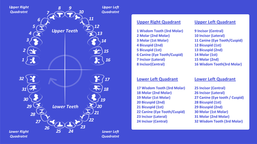 Tooth Number Chart (Printable PDF) — Mashup Math