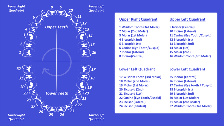 Tooth Number Chart (Printable PDF) — Mashup Math