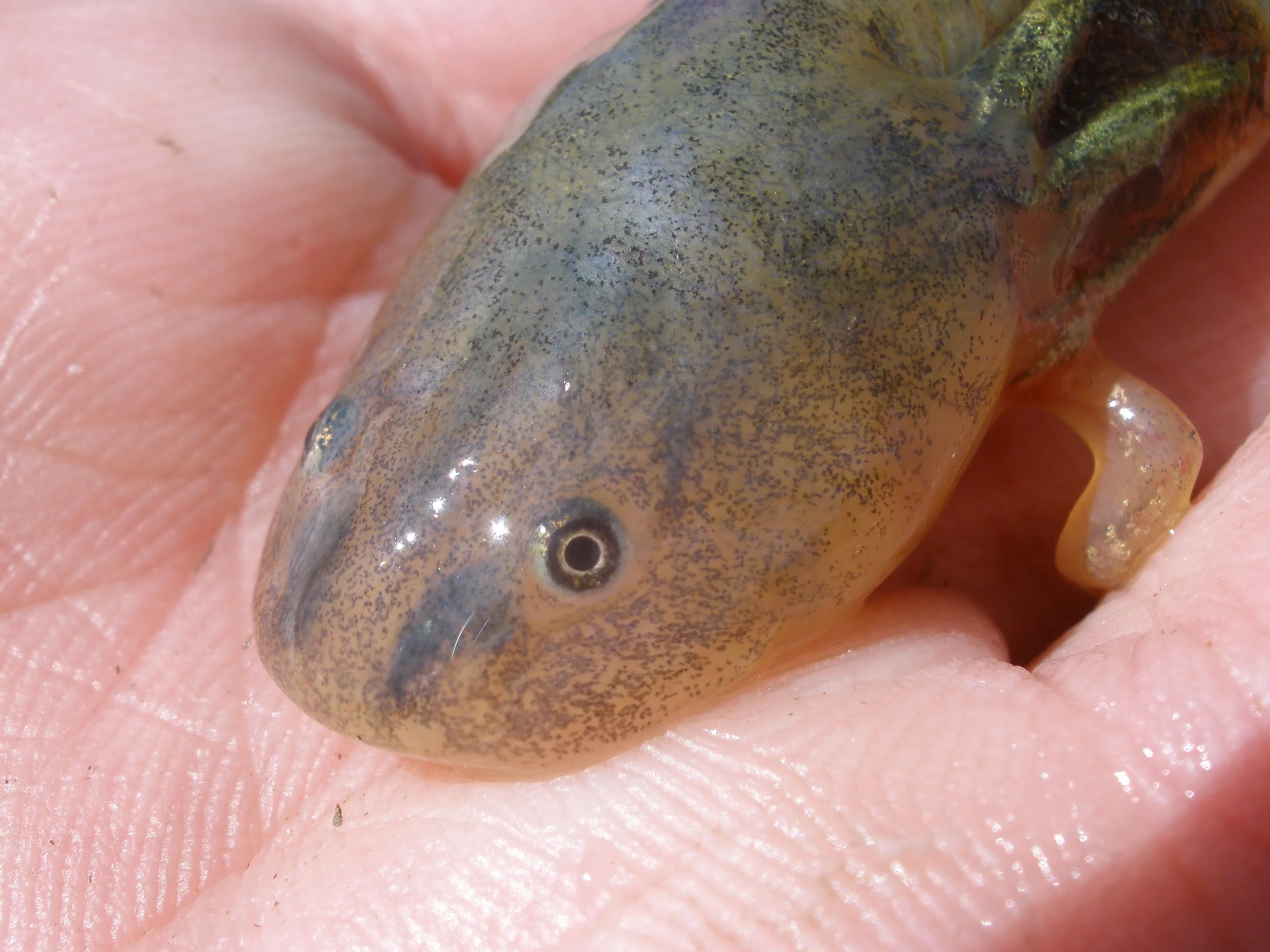 Palo Prieto Conservation Bank