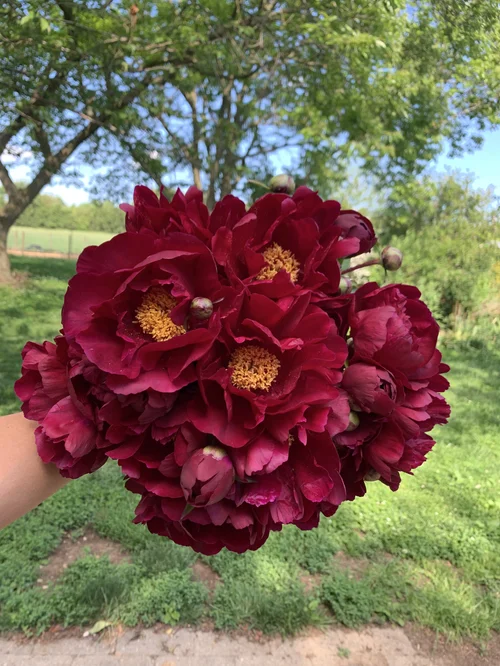 How to Grow Peonies in our 6b Climate — The Farm at Oxford