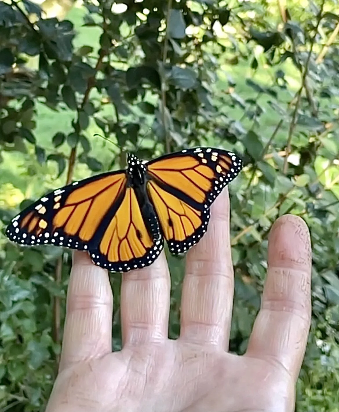 How to Raise Butterflies Indoors — The Farm at Oxford