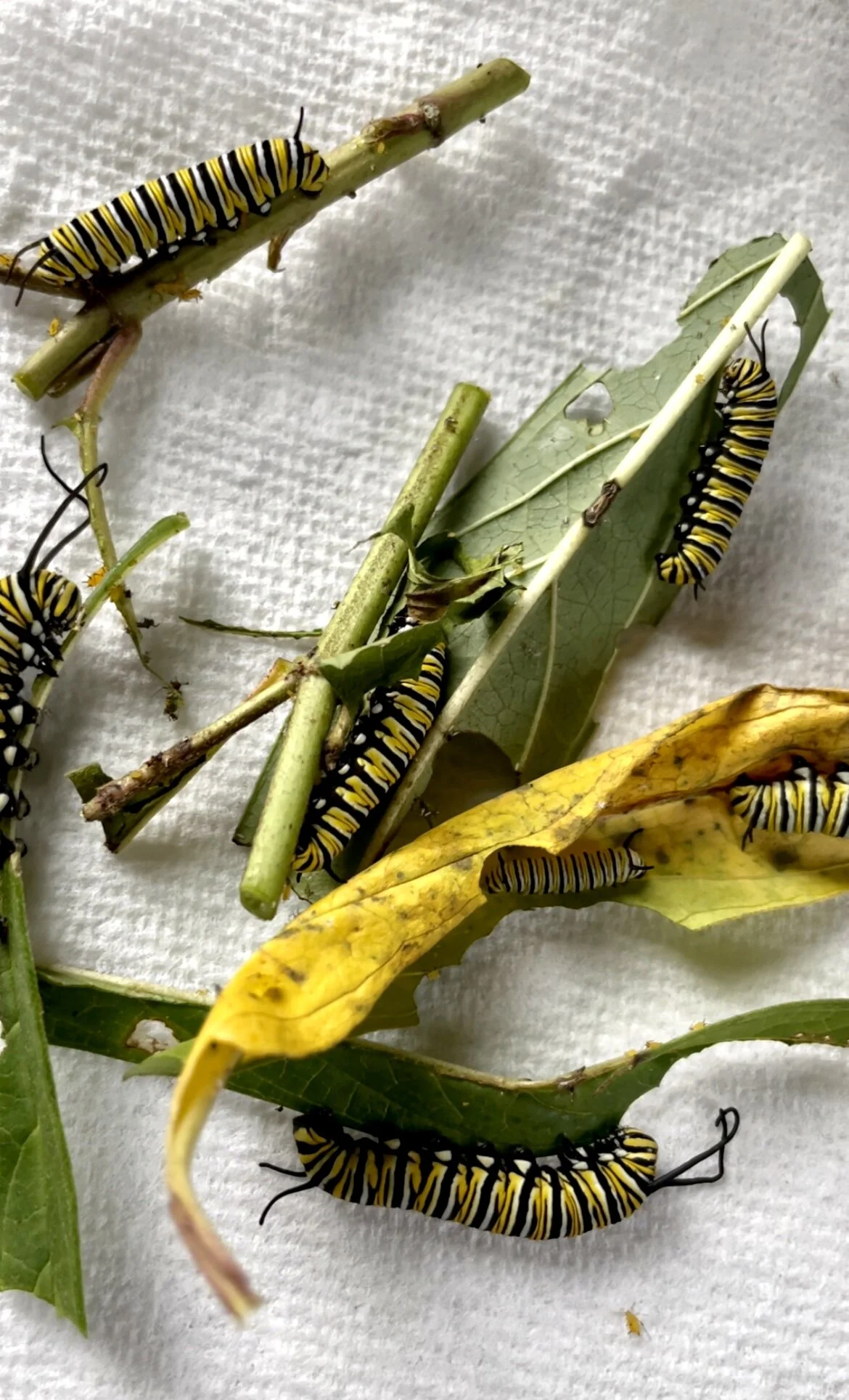 How to Raise Butterflies Indoors — The Farm at Oxford