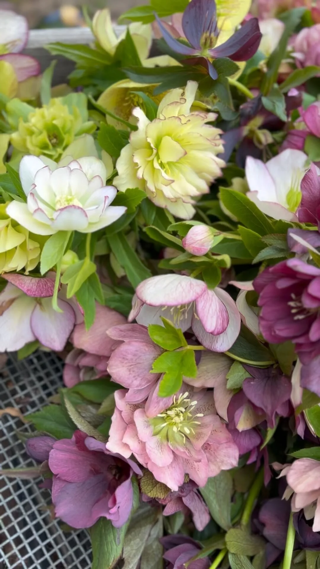 Cut Flowers — The Farm at Oxford