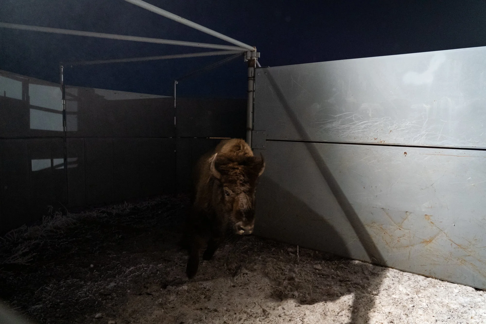 Restoring bison to Tribal lands: Largest Yellowstone bison transfer a ...