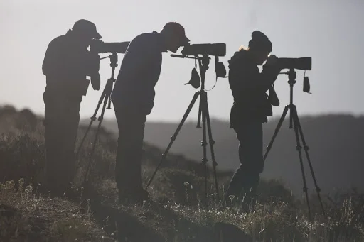 Finding the wild wolves of Yellowstone — Greater Yellowstone Coalition