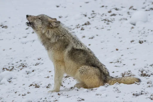 Finding the wild wolves of Yellowstone — Greater Yellowstone Coalition