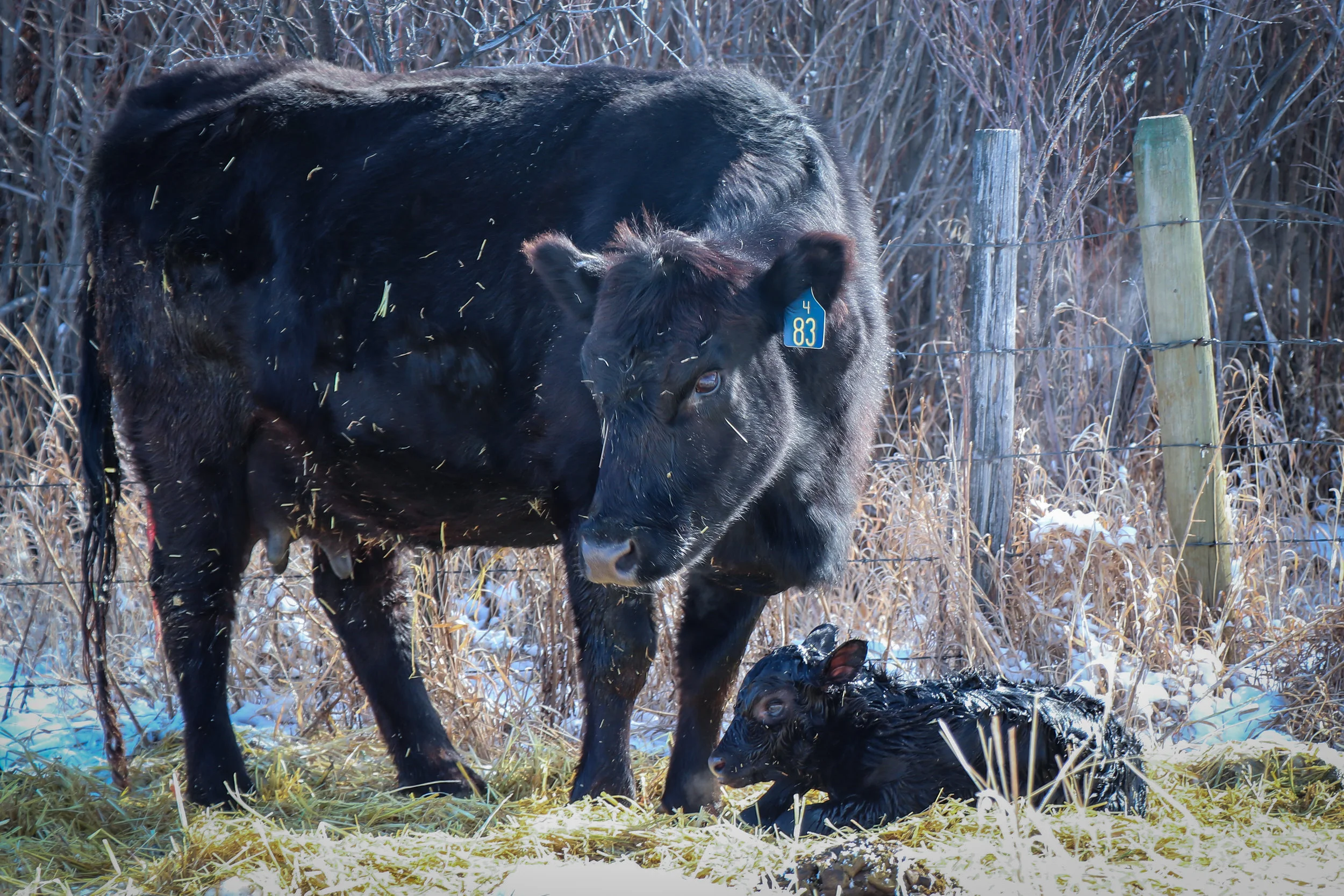 Ruby Valley Stories: Silver Springs Ranch — Greater Yellowstone Coalition