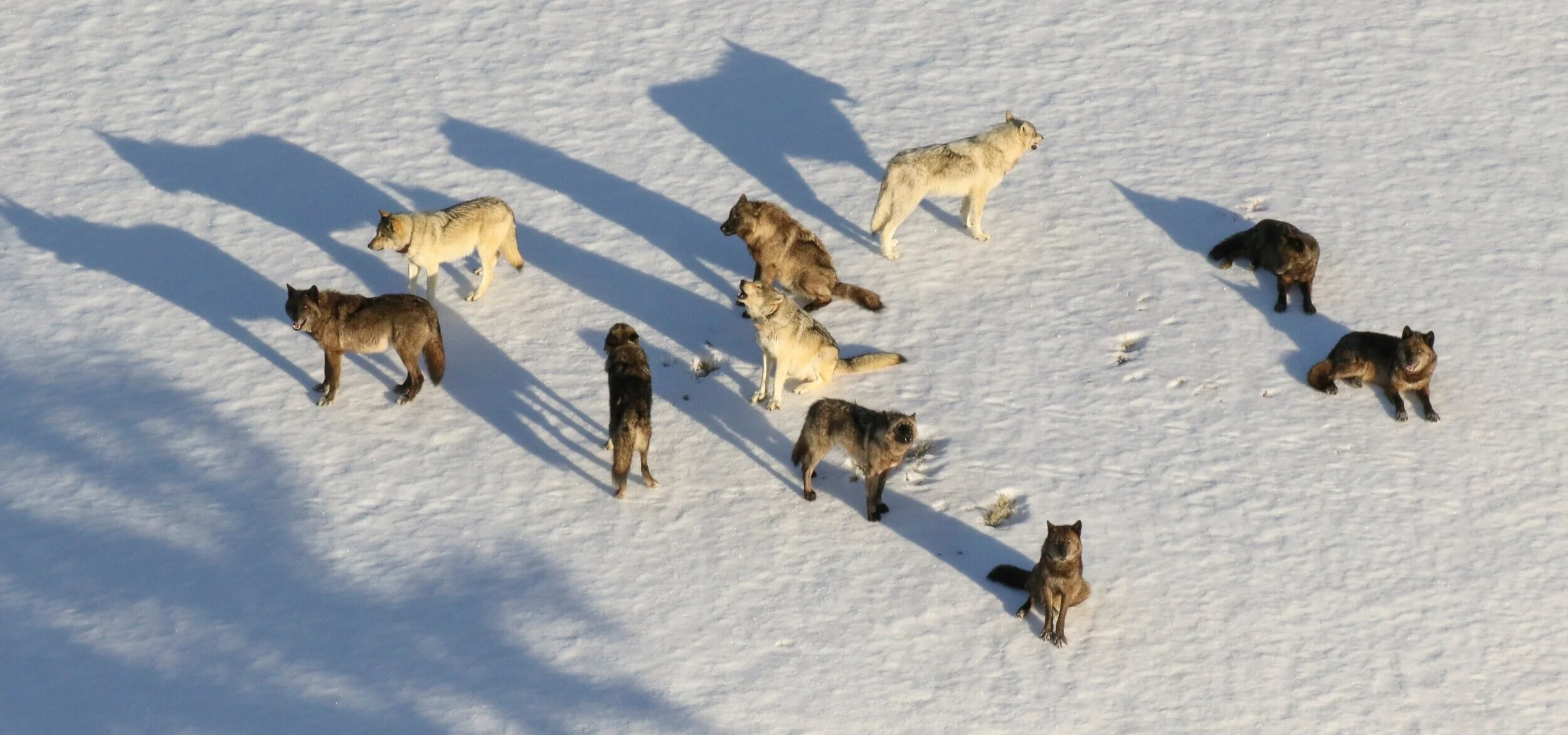 Studying Yellowstone's iconic wolves — Greater Yellowstone Coalition