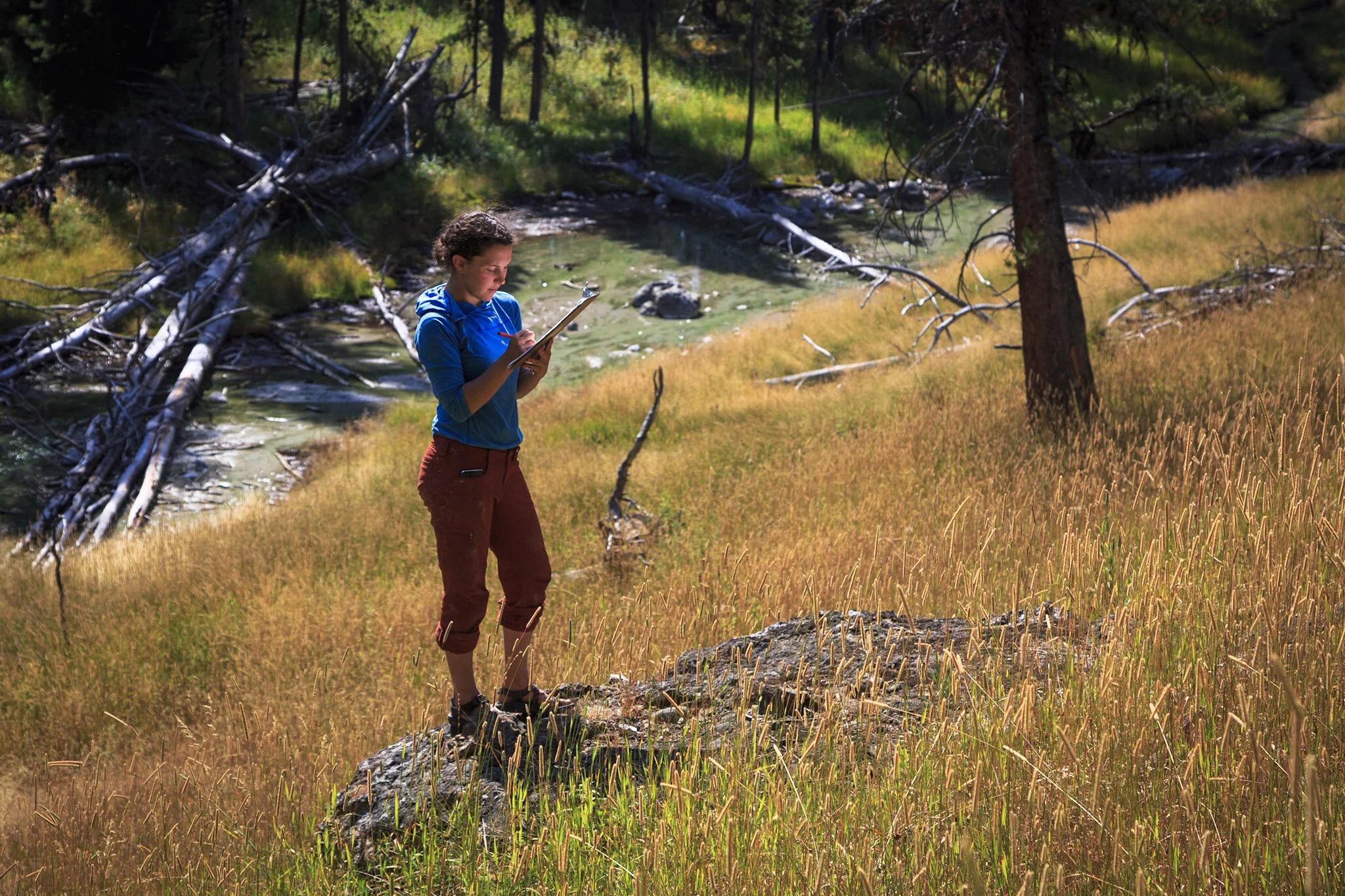 Studying Yellowstone's iconic wolves — Greater Yellowstone Coalition