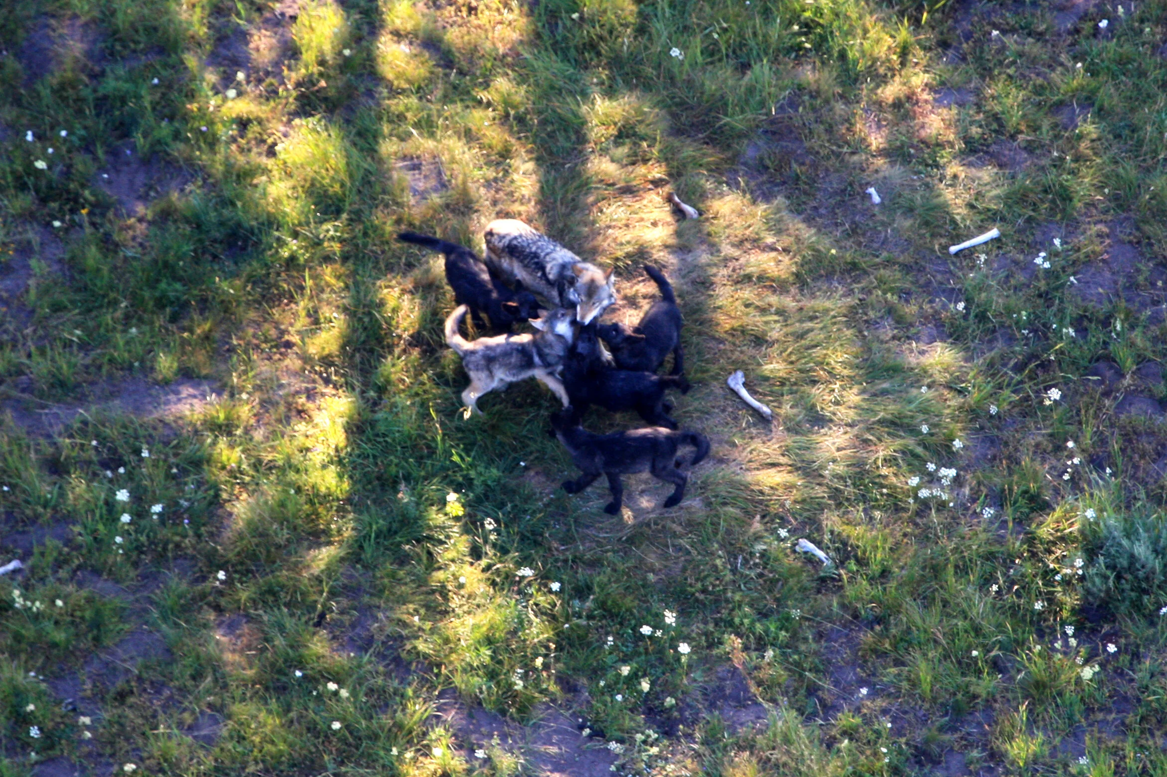 Studying Yellowstone's iconic wolves — Greater Yellowstone Coalition