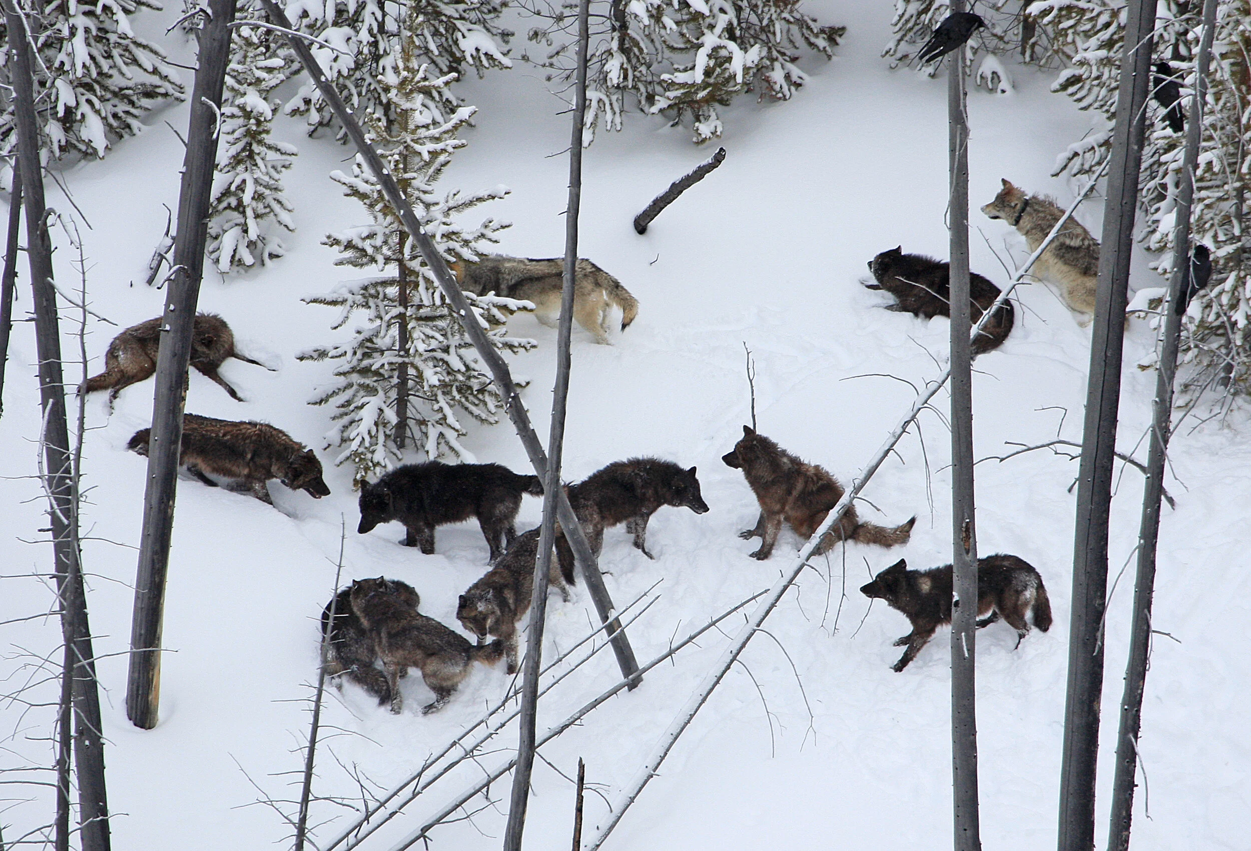 Studying Yellowstone's iconic wolves — Greater Yellowstone Coalition