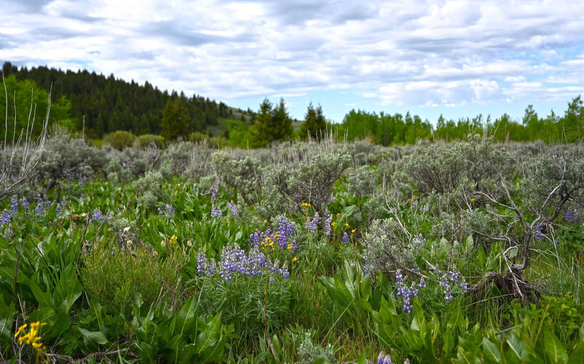GYC supports summer work on the Caribou Targhee National Forest ...