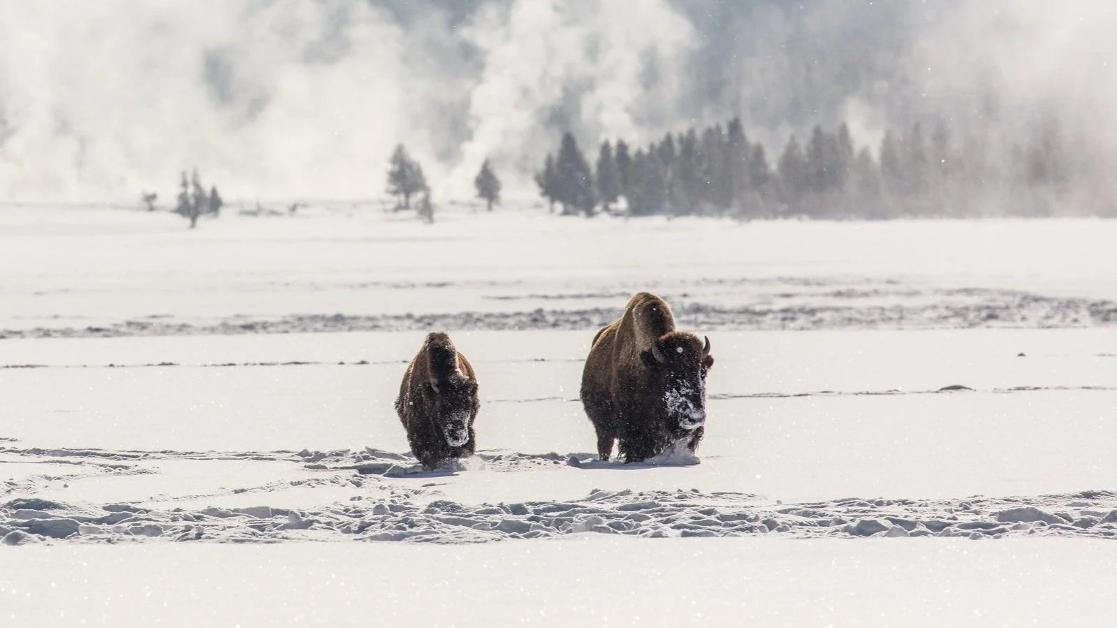 Yellowstone National Park announces an important shift in bison ...