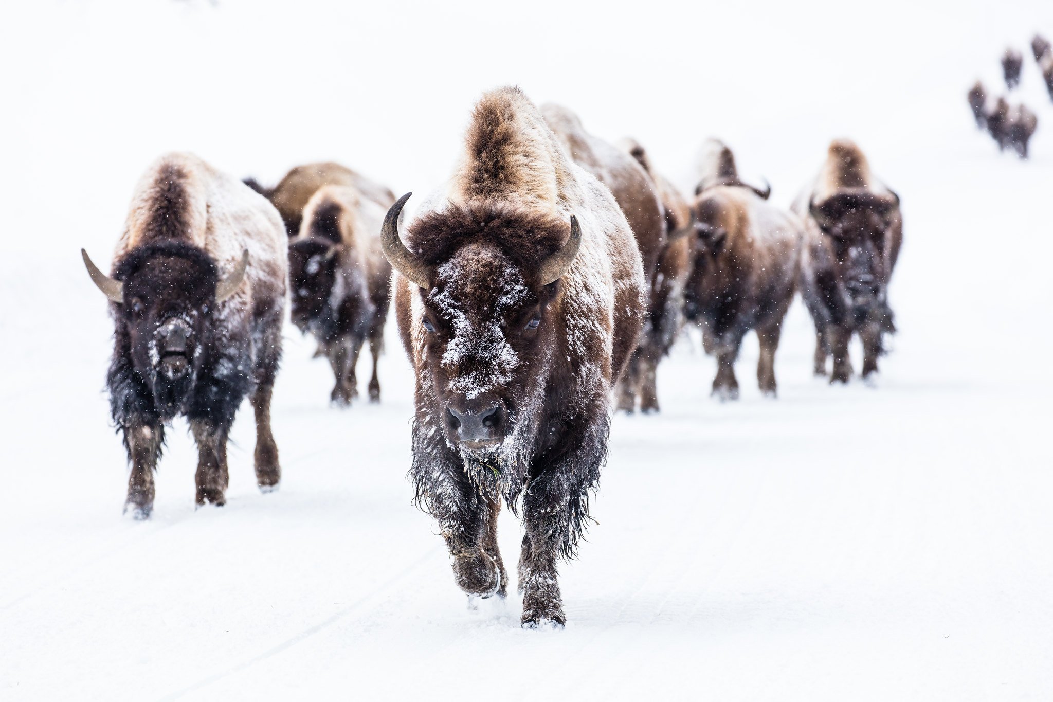 Yellowstone National Park announces an important shift in bison ...