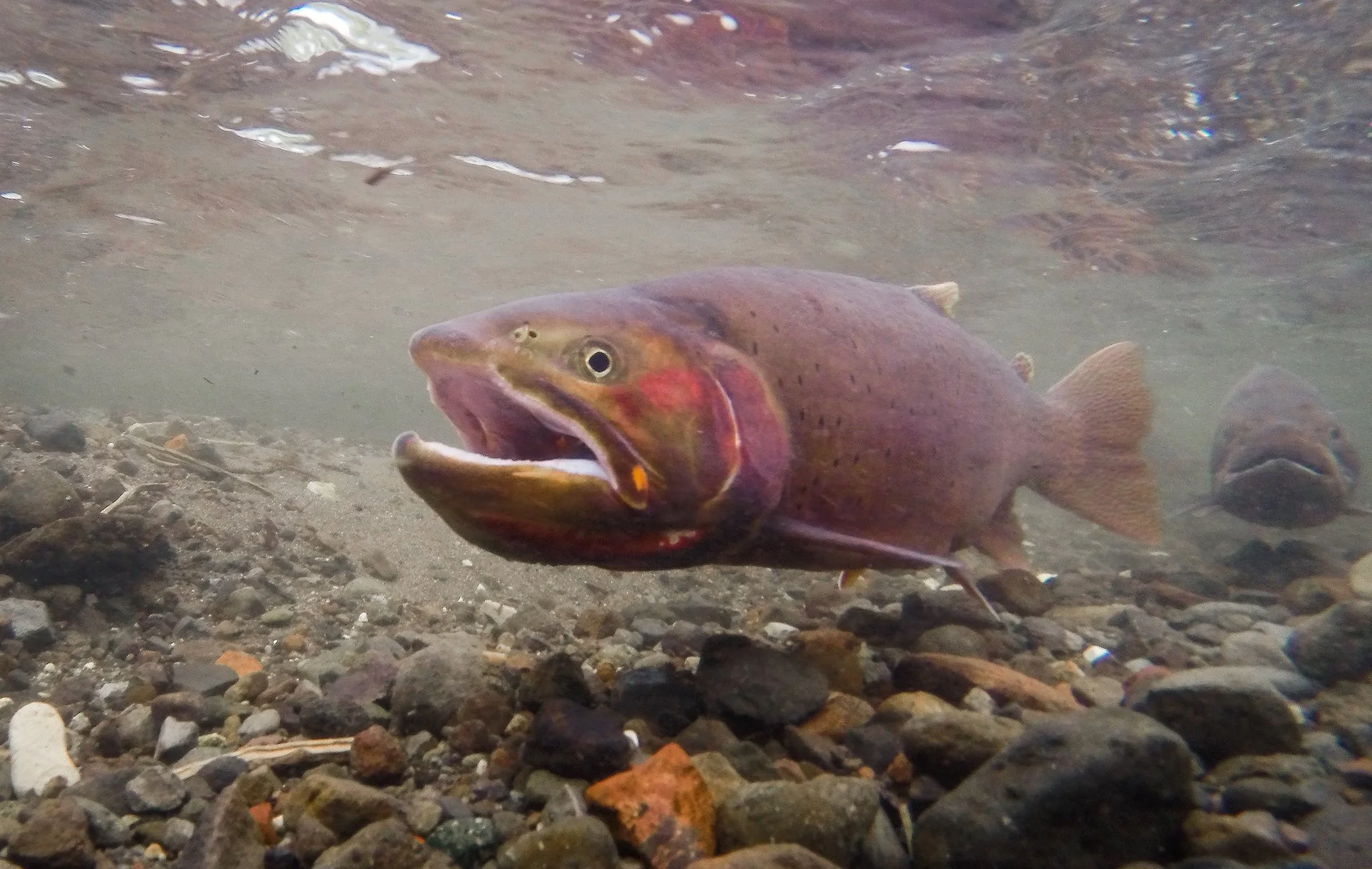 Yellowstone cutthroat trout refuge surveyed near Yellowstone National ...