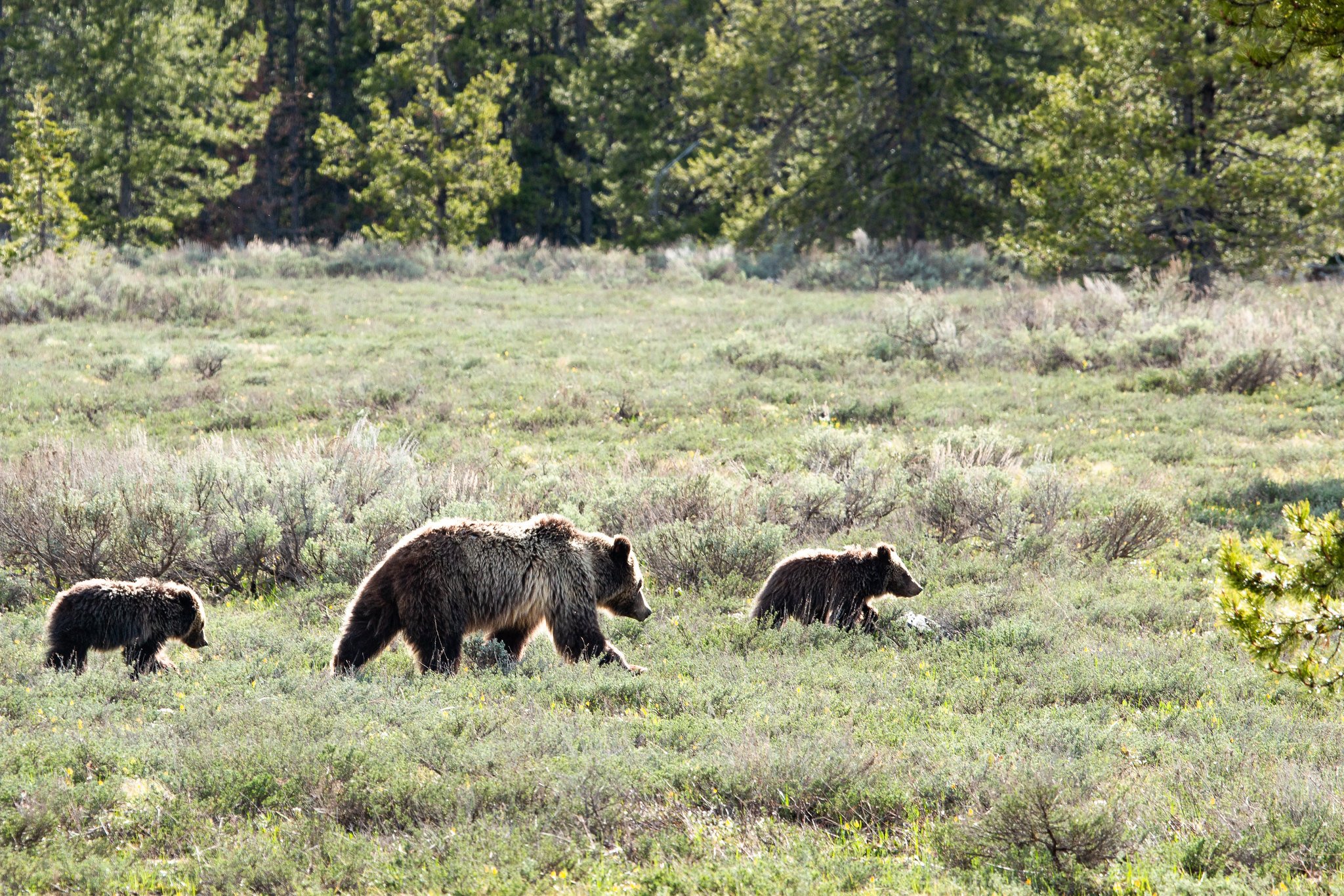 Restoring forest habitat for grizzly bears and other wildlife — Greater ...