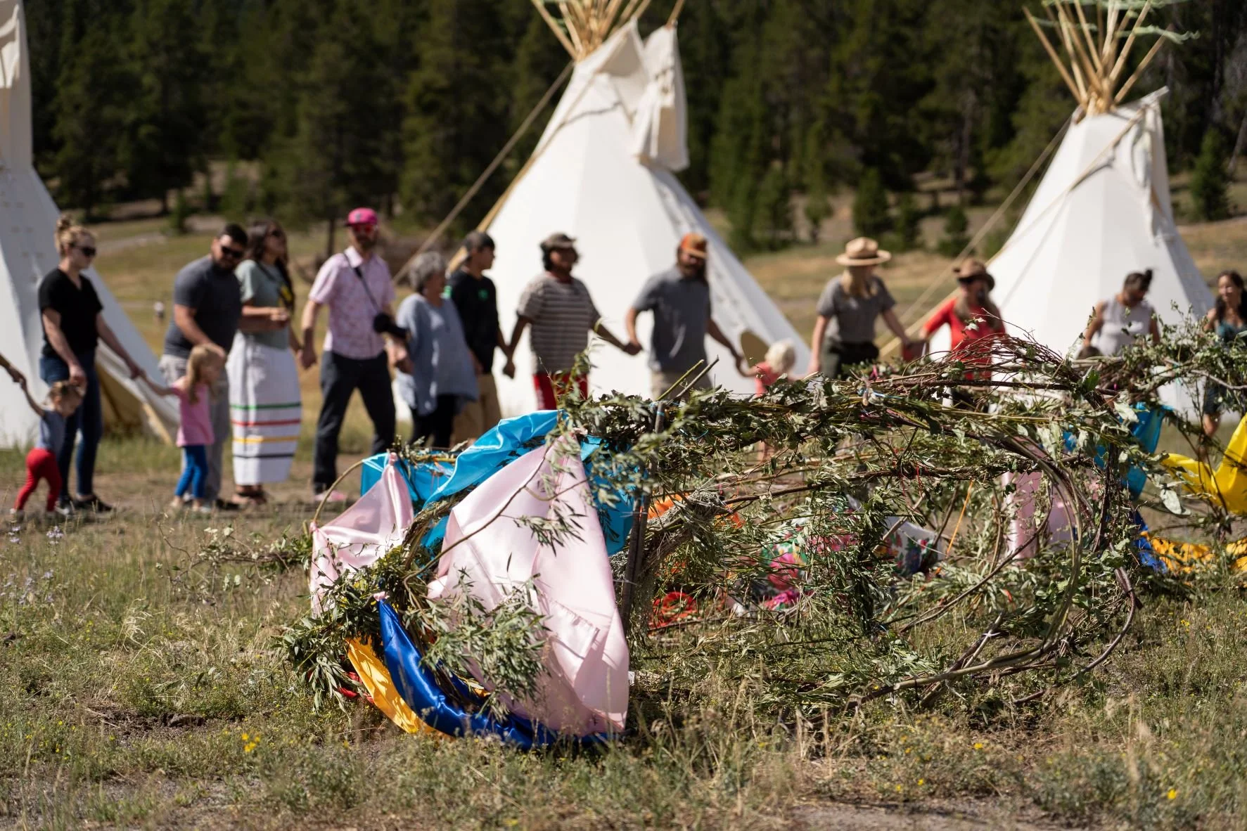 Yellowstone Revealed: Land rematriation through buffalo restoration ...