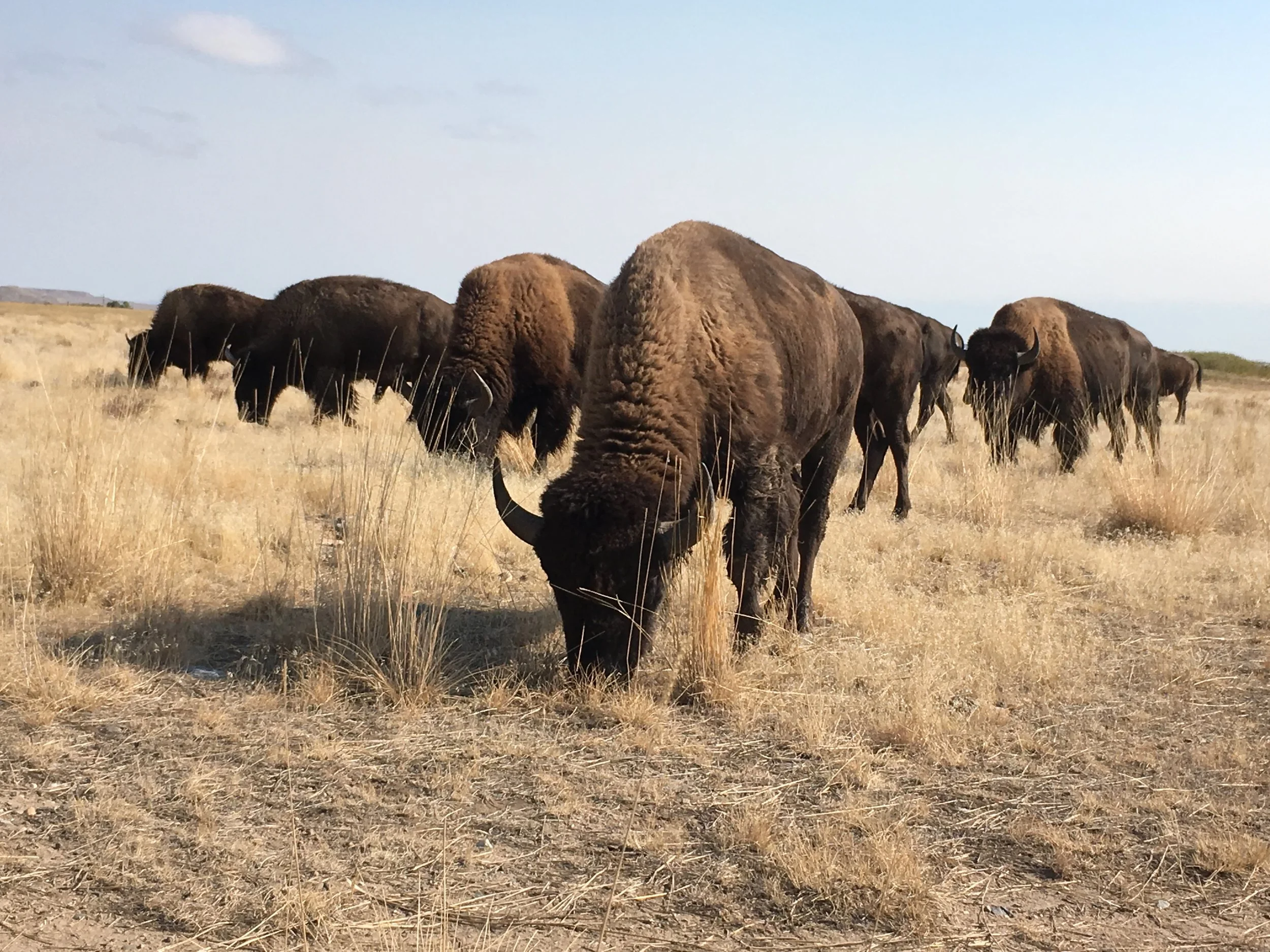 Tribal — Greater Yellowstone Coalition