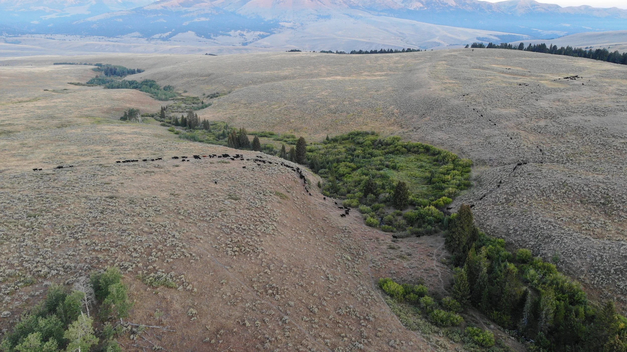 Grizzly bear coexistence work reaches new heights in the Gravelly Range ...