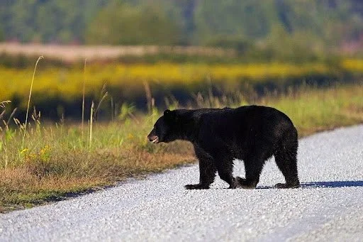 Minnesota Black Bears, Oh My! — Minnesota Women's Woodland Network