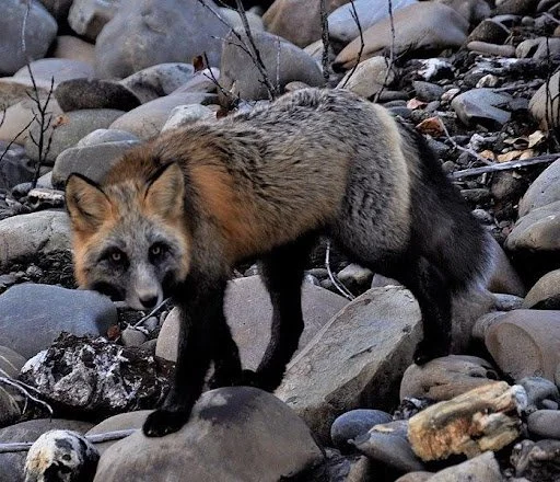 Red Fox or Gray Fox — Minnesota Women's Woodland Network