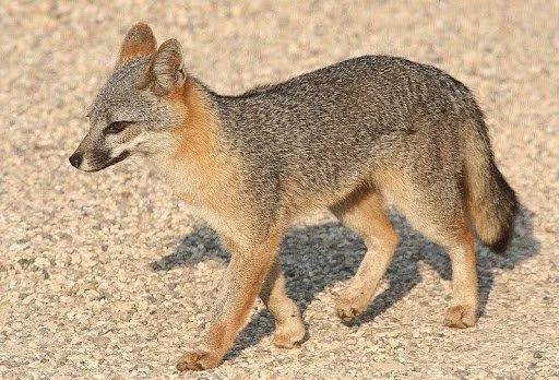 Red Fox or Gray Fox — Minnesota Women's Woodland Network