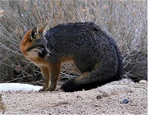 Red Fox or Gray Fox — Minnesota Women's Woodland Network