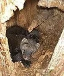 The Elusive Fisher — Minnesota Women's Woodland Network