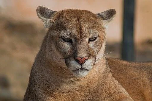 Here Kitty, Kitty: Wild Cats of Minnesota (Part 1) — Minnesota Women's ...