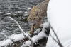 Here Kitty, Kitty: Wild Cats of Minnesota (Part 2) — Minnesota Women's ...