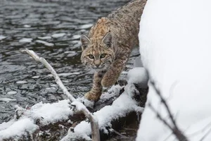 Here Kitty, Kitty: Wild Cats of Minnesota (Part 2) — Minnesota Women's ...