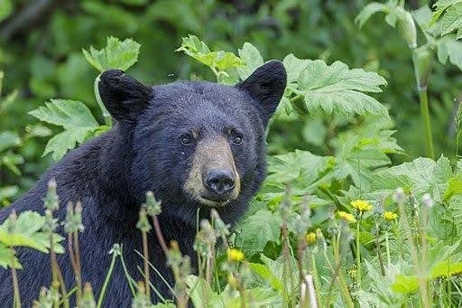Minnesota Black Bears, Oh My! — Minnesota Women's Woodland Network