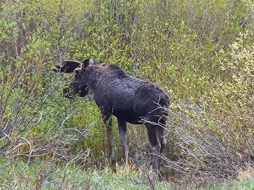 The Uncertain Journey of Minnesota Moose — Minnesota Women's Woodland ...