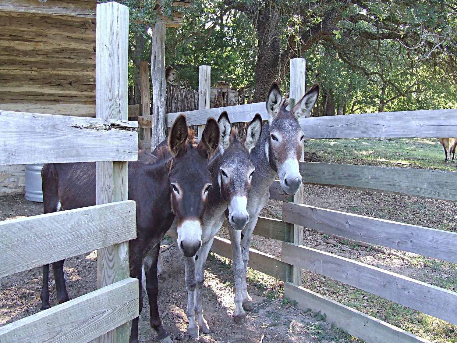 PIONEER FARMS