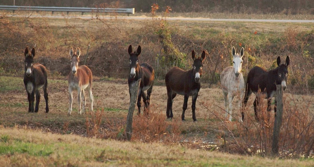 Huff's Mammoth Jackstock and Draft Mules - The Herd