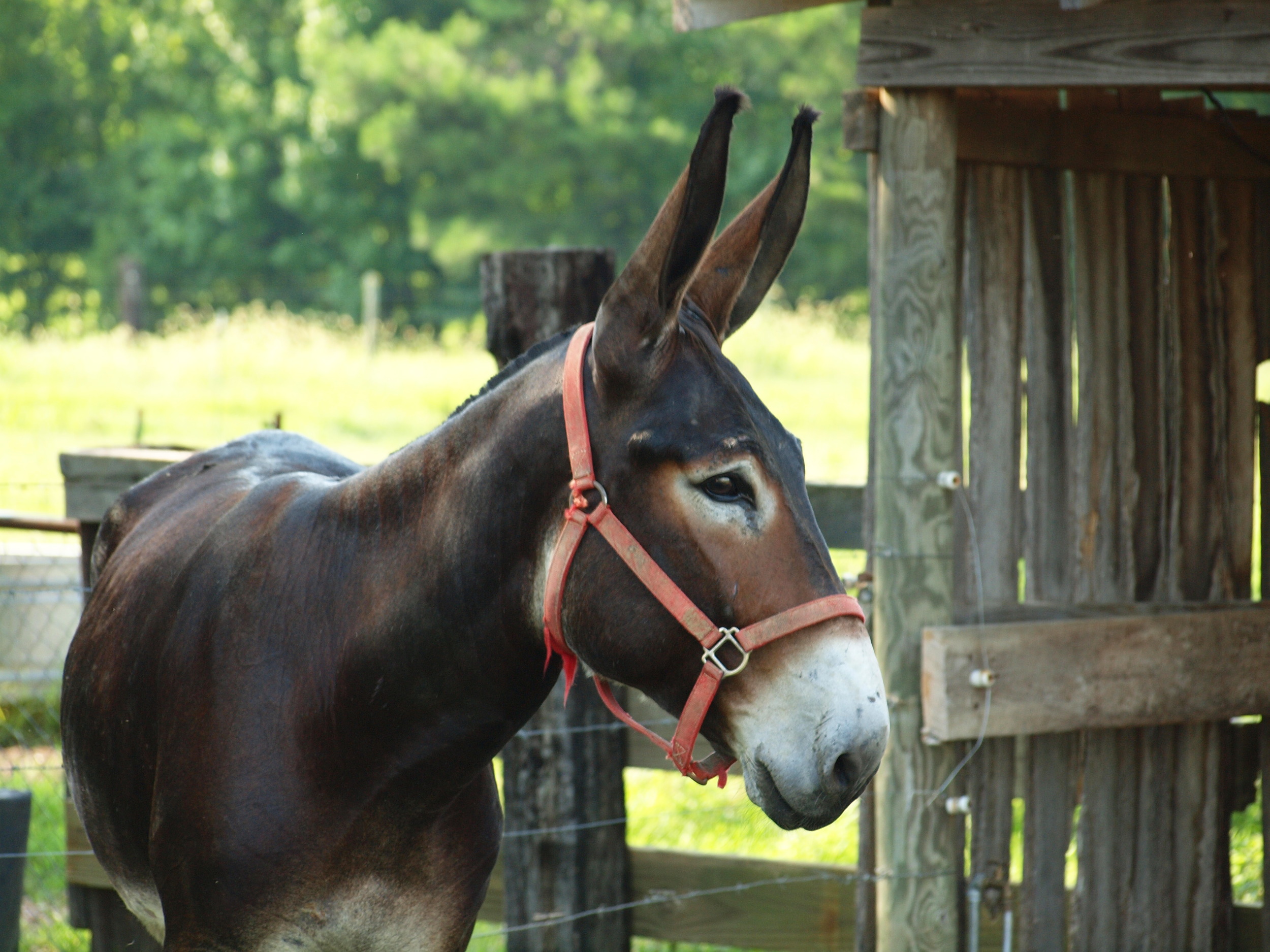 Huff's Mammoth Jackstock and Draft Mules - Previous Mammoth Jacks