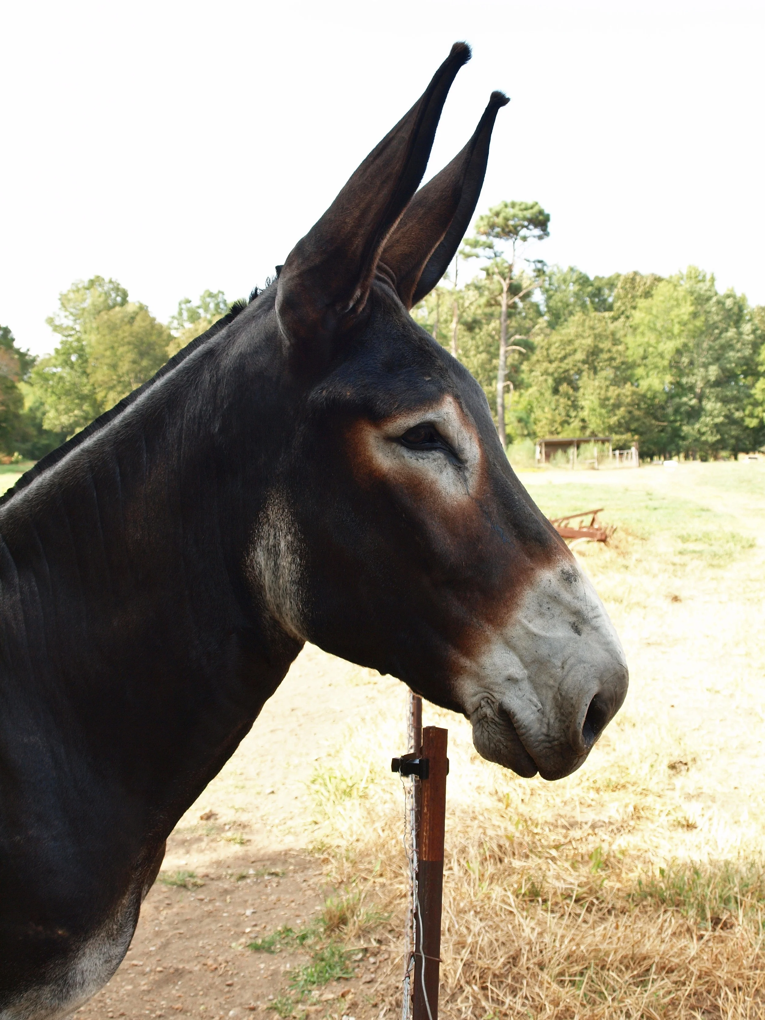 Huff's Mammoth Jackstock and Draft Mules - Current Mammoth Jacks