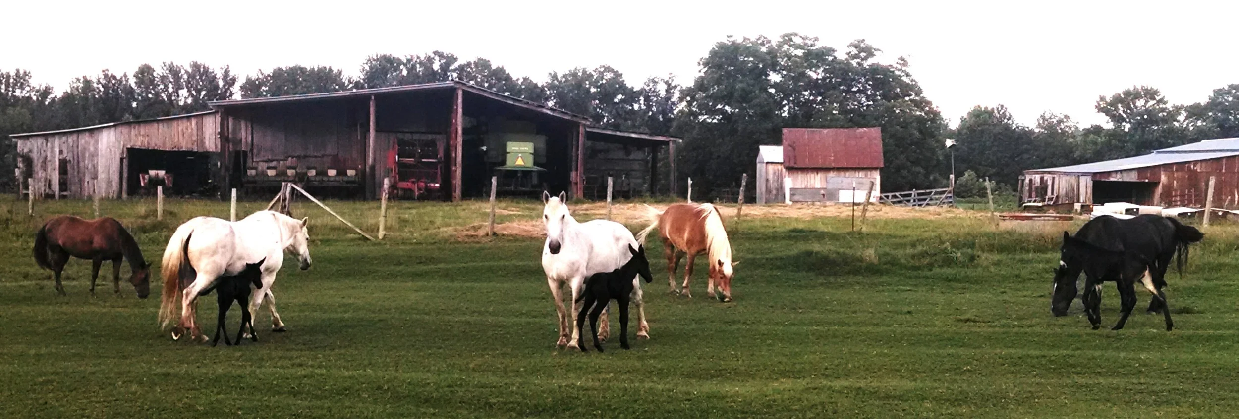 Huff's Mammoth Jackstock and Draft Mules - The Herd