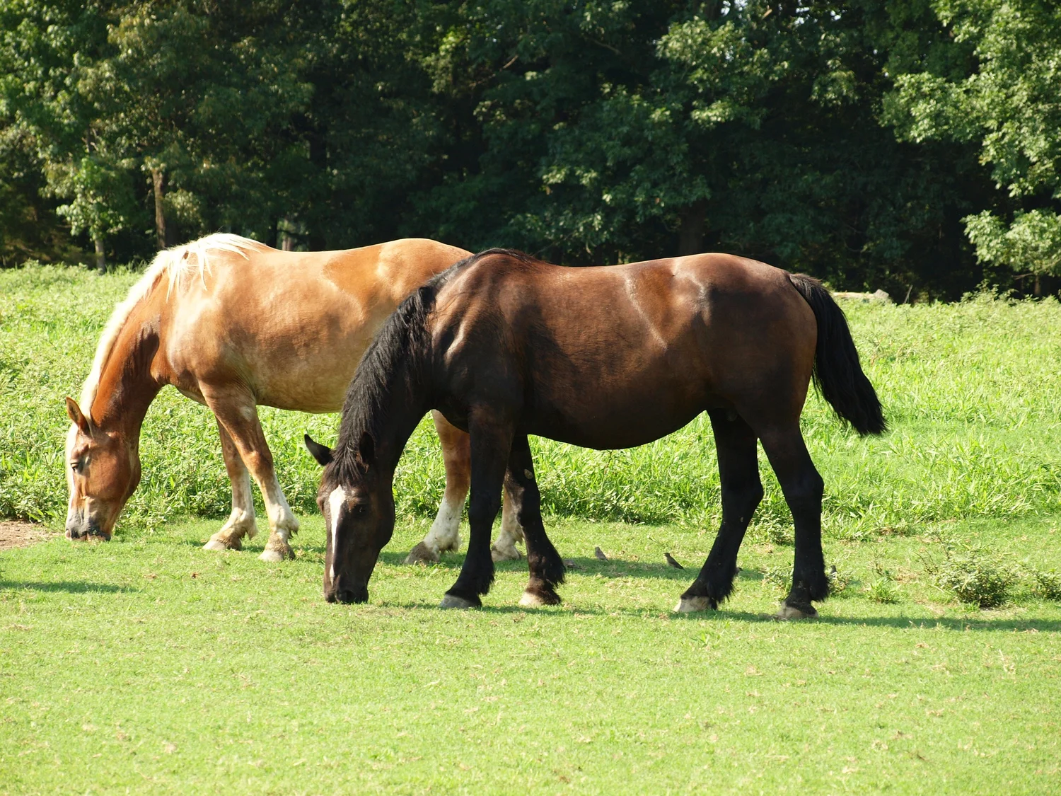 Huff's Mammoth Jackstock and Draft Mules - The Herd