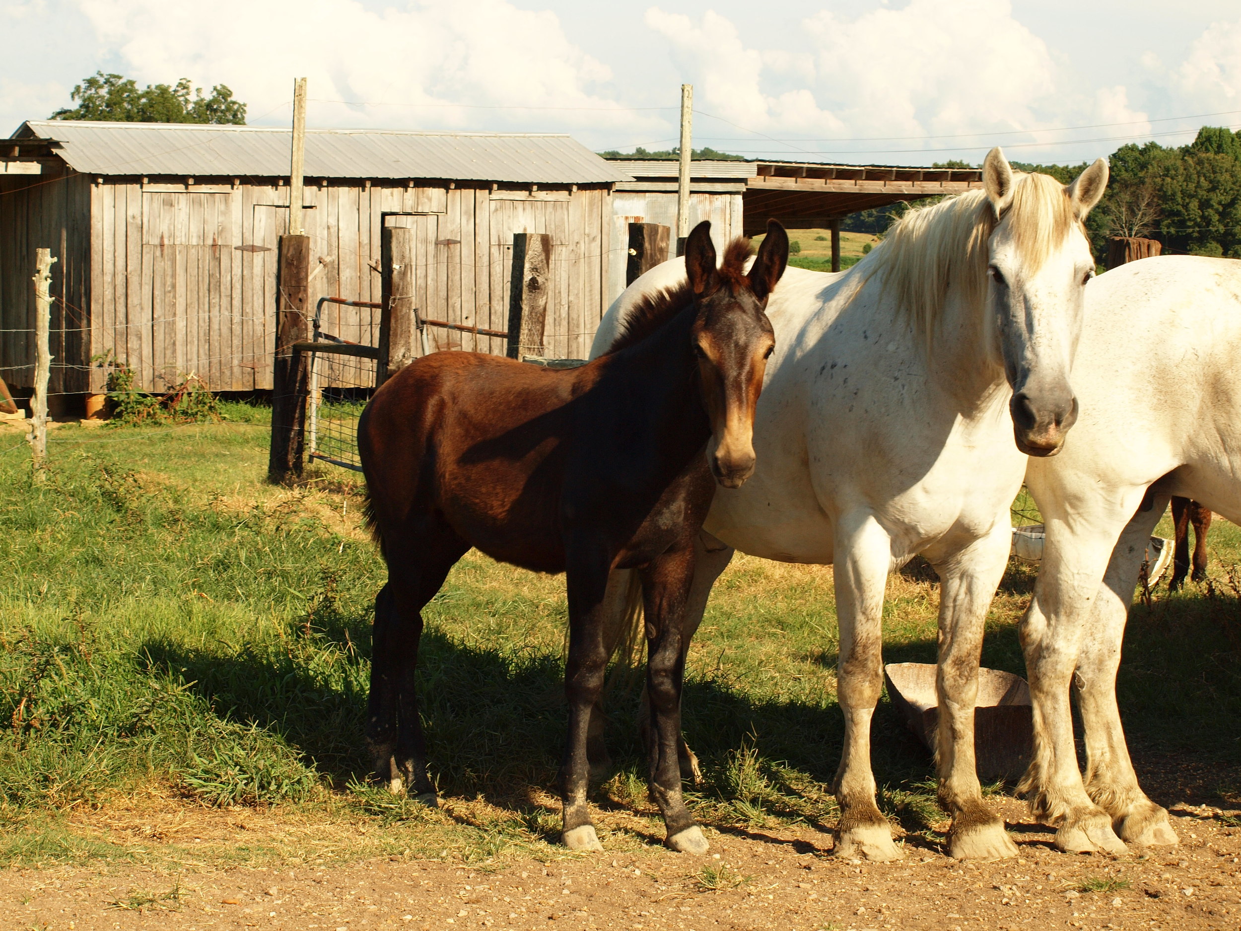 Huff's Mammoth Jackstock and Draft Mules - Horse Mules