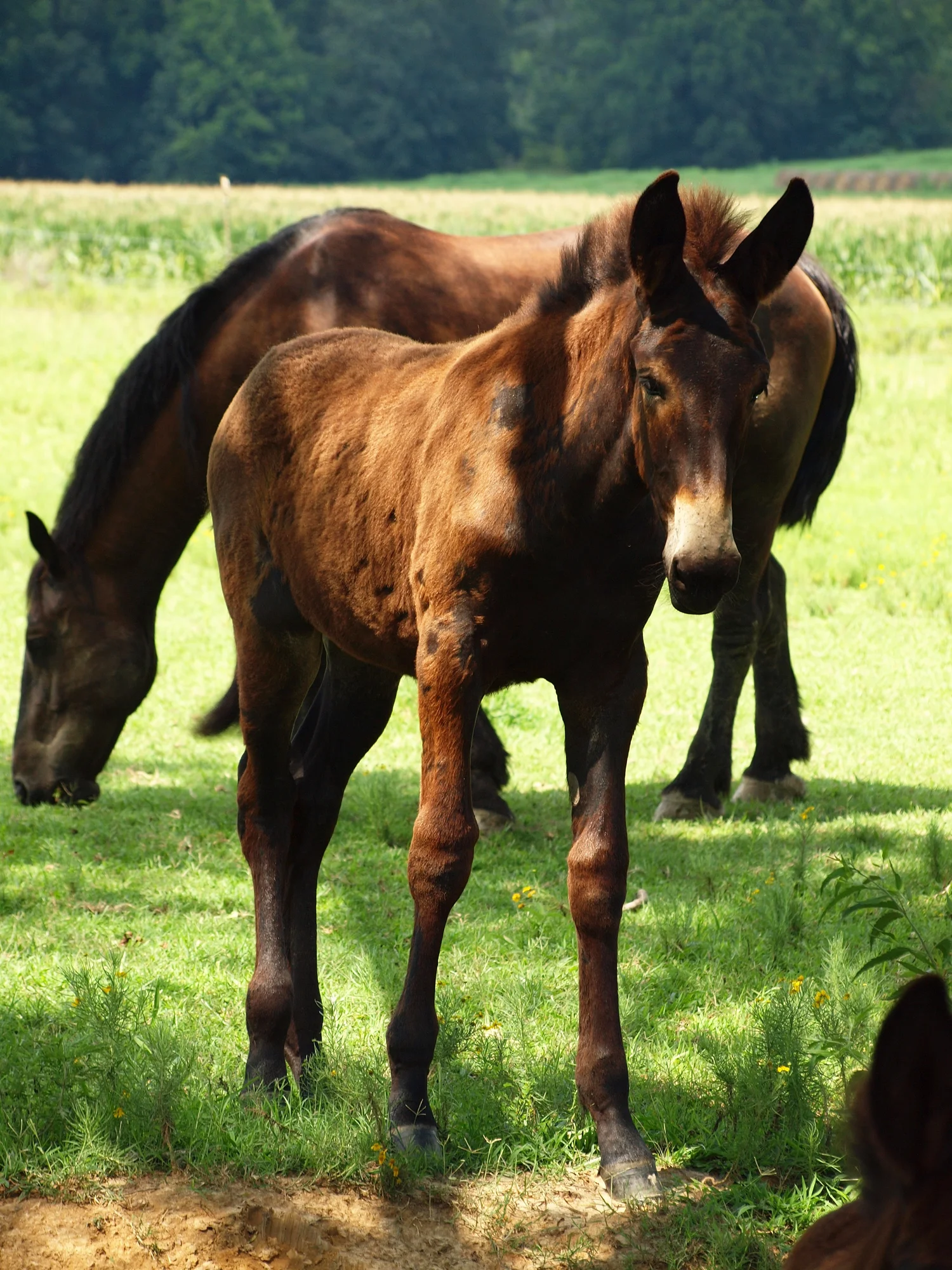 Huff's Mammoth Jackstock and Draft Mules - Mare Mules