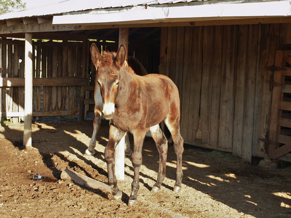 Huff's Mammoth Jackstock and Draft Mules - Mare Mules
