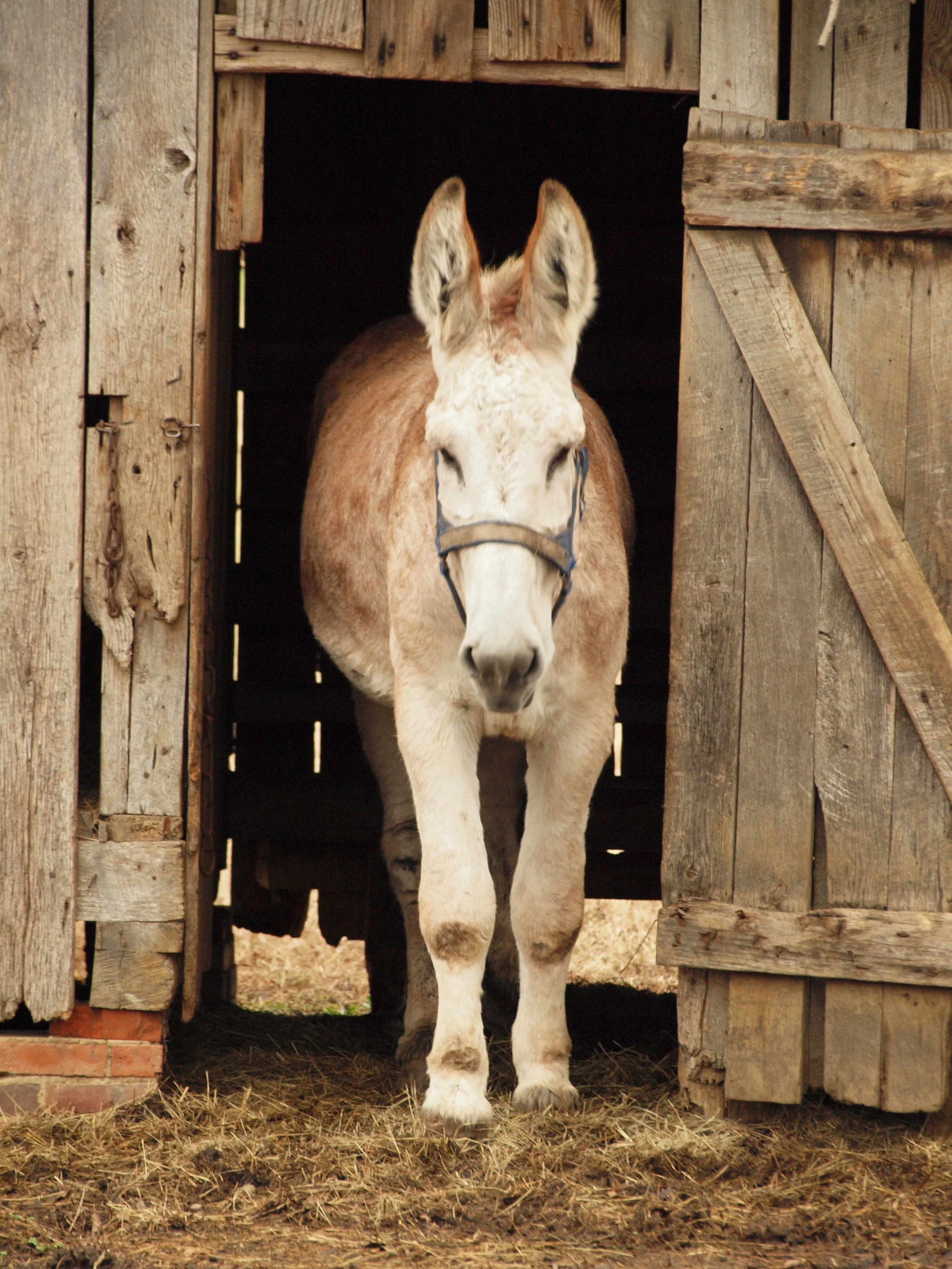 Huff's Mammoth Jackstock and Draft Mules - Current Mammoth Jacks