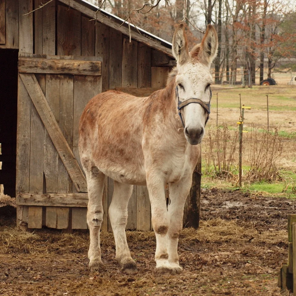 Huff's Mammoth Jackstock and Draft Mules - Current Mammoth Jacks