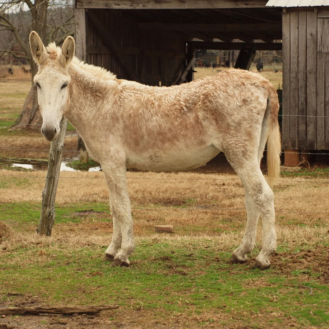 Huff's Mammoth Jackstock and Draft Mules - The Herd