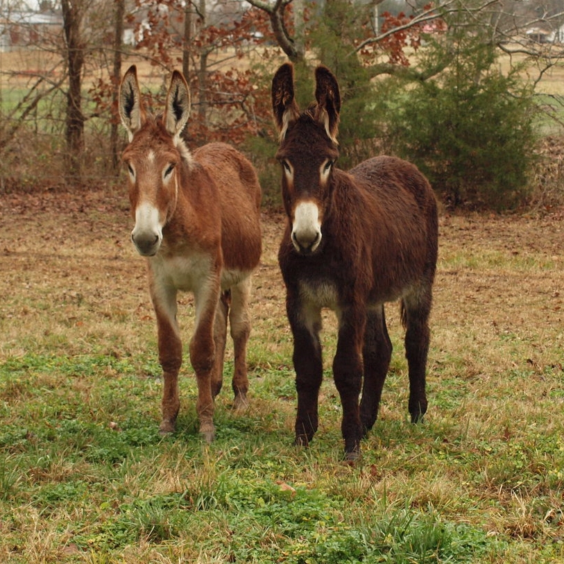Huff's Mammoth Jackstock and Draft Mules - The Herd